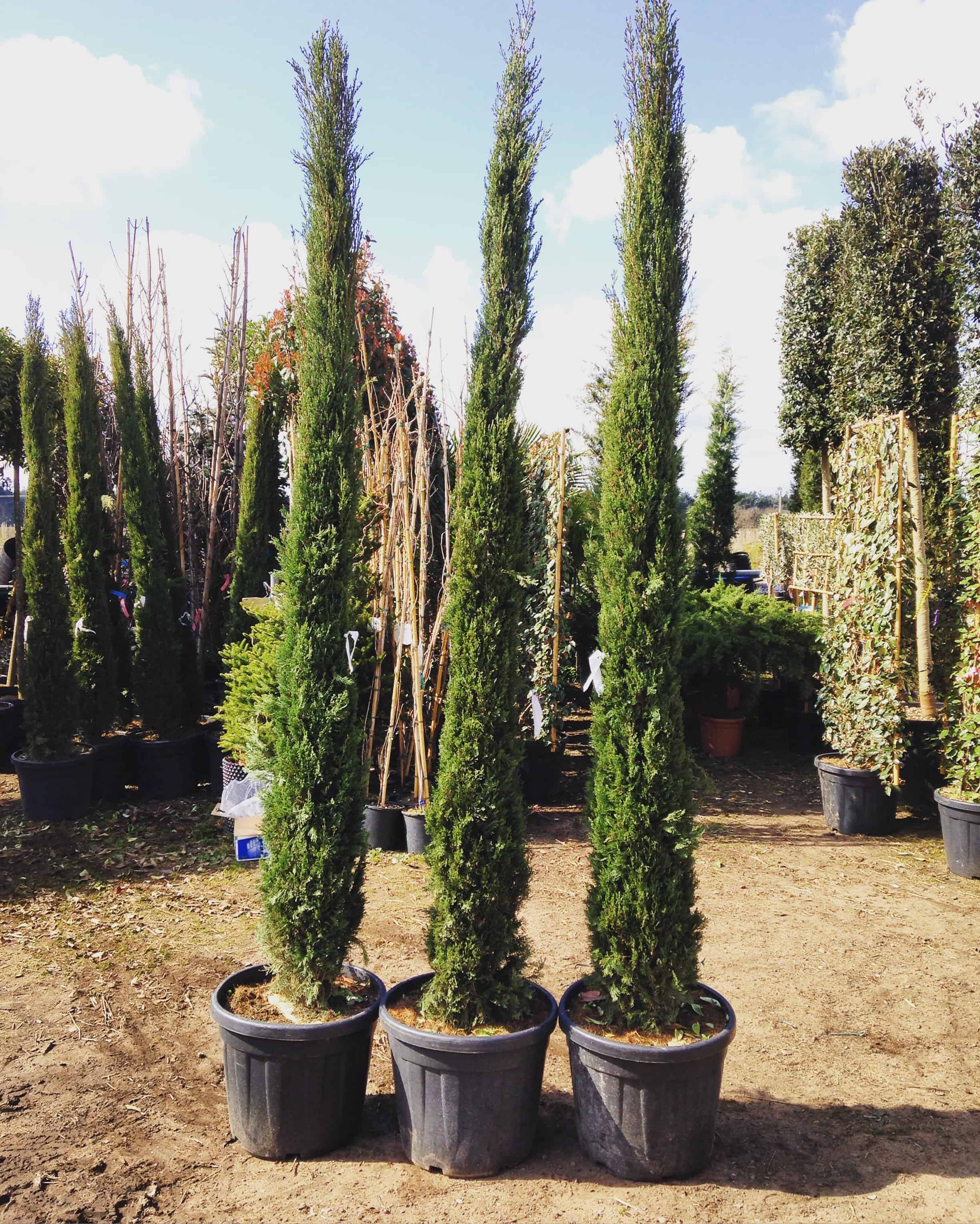 Cupressus sempervirens Pyramidalis - Green Mile Trees Green Mile Trees