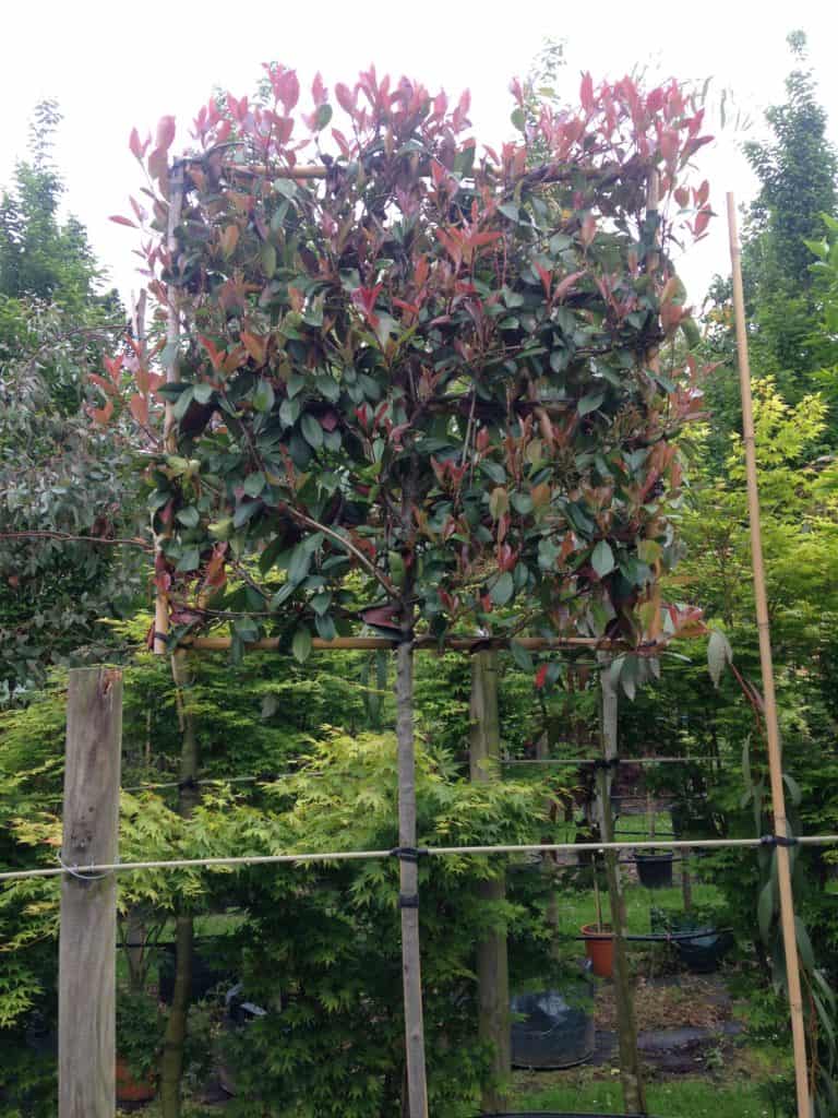 Photinia red robin pleached | Green Mile Trees Green Mile Trees