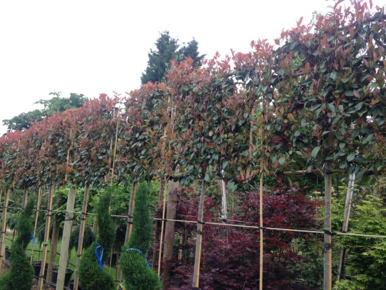 Photinia red robin pleached | Green Mile Trees Green Mile Trees