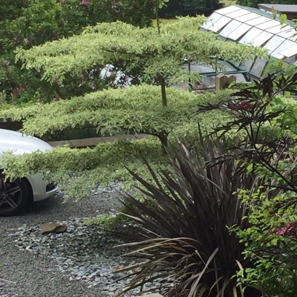 Shrubs & Multistems from Green Mile Trees Green Mile Trees