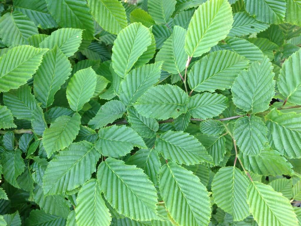 Carpinus Betulus pleached | Common Hornbeam | Green Mile Trees Green ...