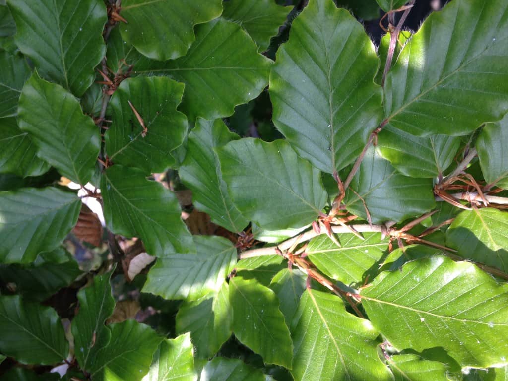 Fagus sylvatica - Green Mile Trees Green Mile Trees