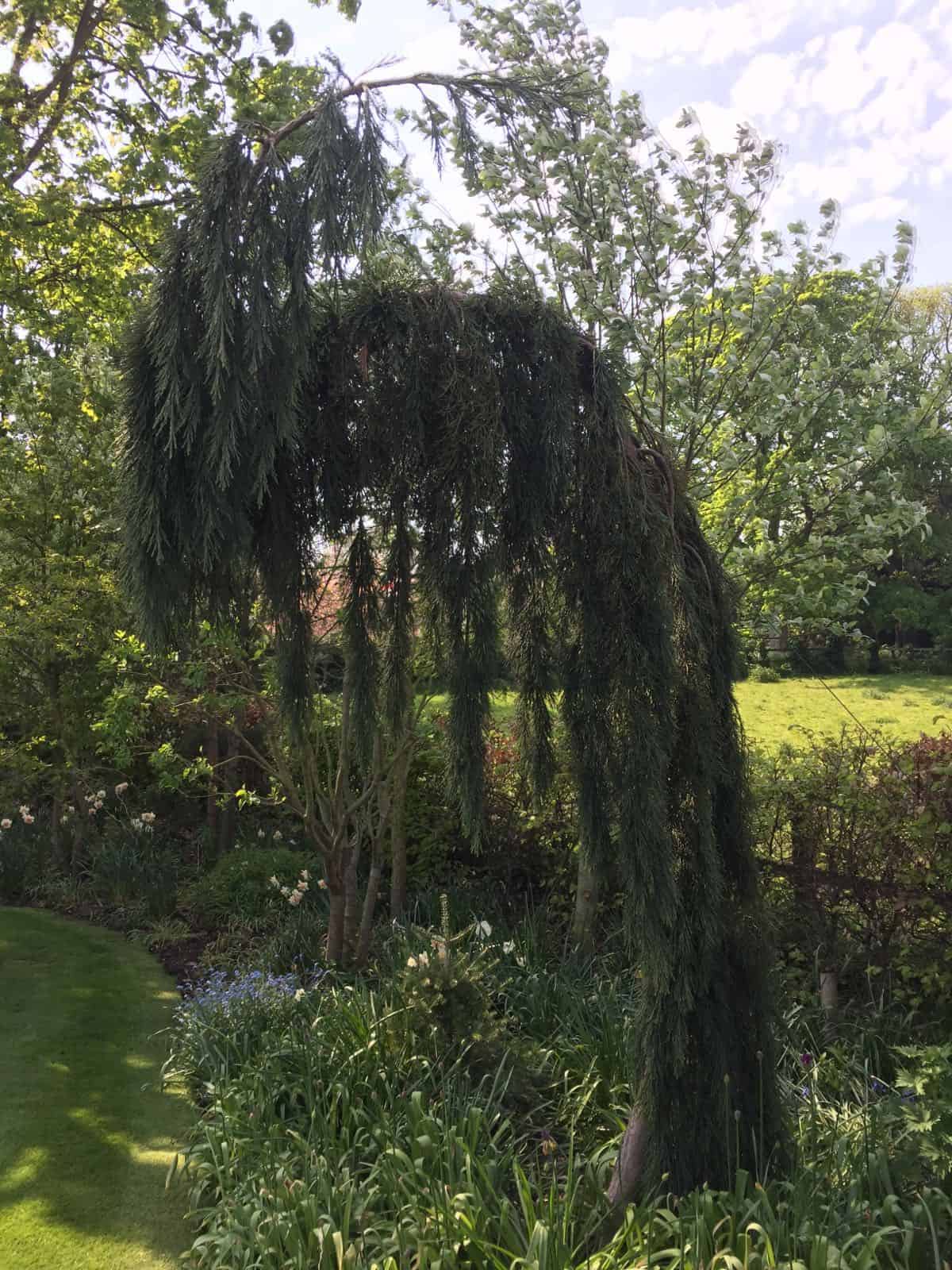 Sequoiadendron giganteum Pendulum - Green Mile Trees Green Mile Trees