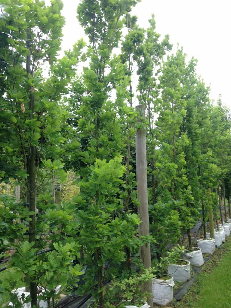 Quercus robur Fastigiata Koster - Green Mile Trees Green Mile Trees