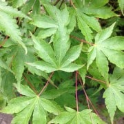 Shrubs & Multistems from Green Mile Trees Green Mile Trees