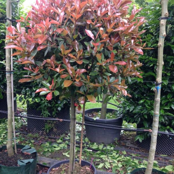 Photinia red robin - Green Mile Trees Green Mile Trees