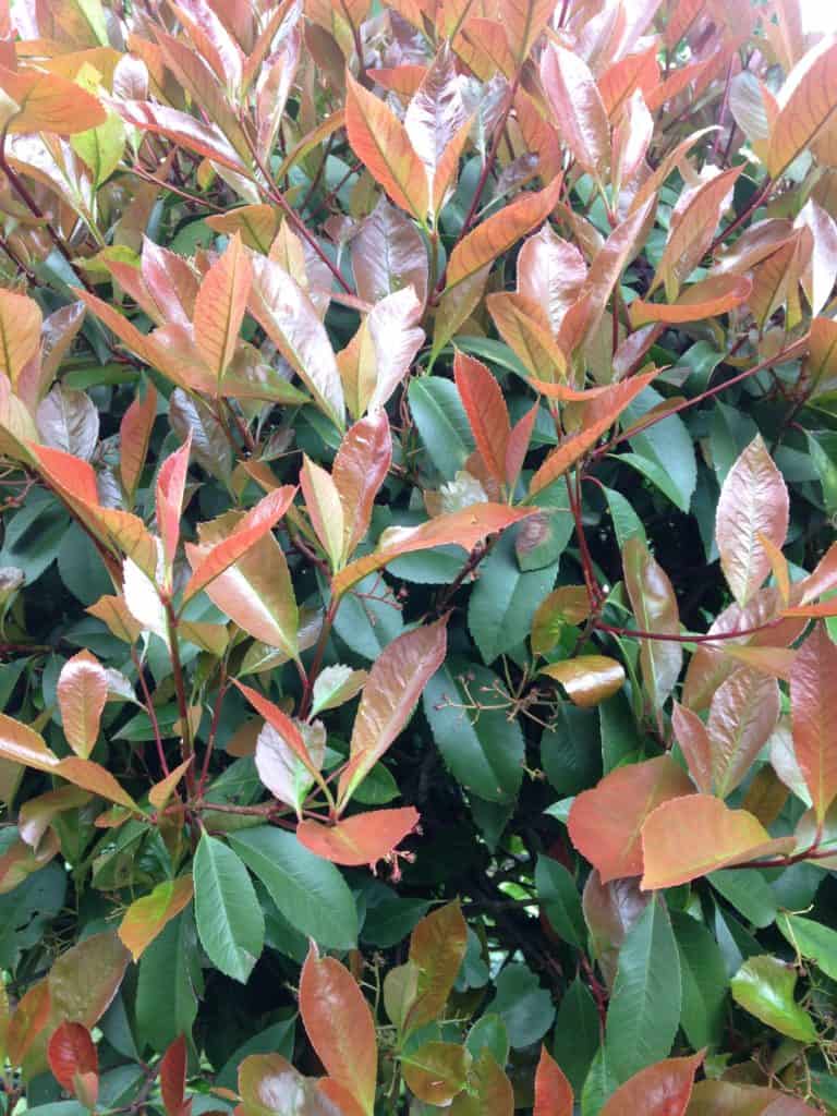Photinia Red Robin | Green Mile Trees Green Mile Trees