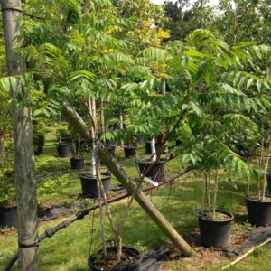 Shrubs & Multistems from Green Mile Trees Green Mile Trees