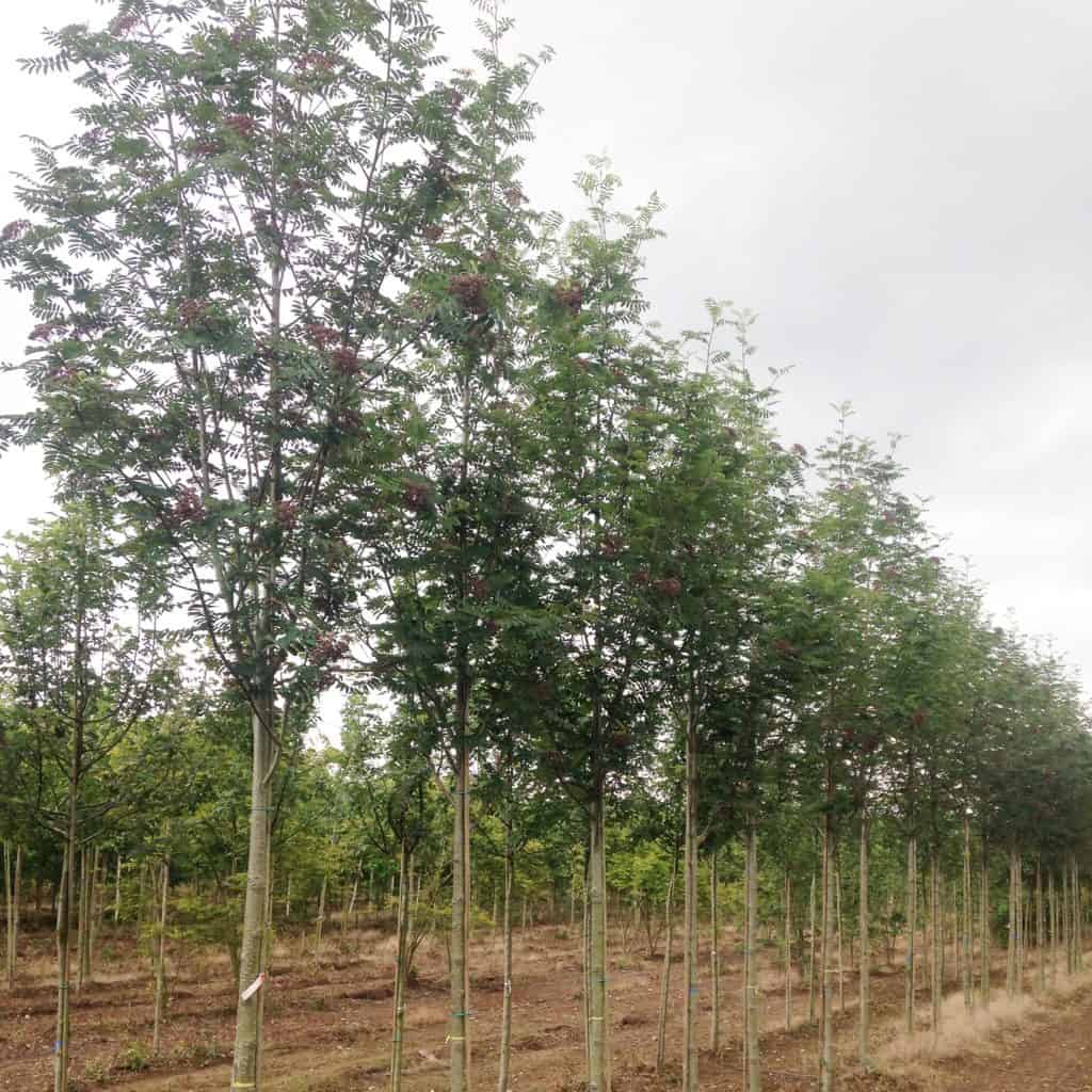 Sorbus aucuparia Cardinal Royal - Green Mile Trees Green Mile Trees