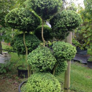 Topiary from Green Mile Trees Green Mile Trees