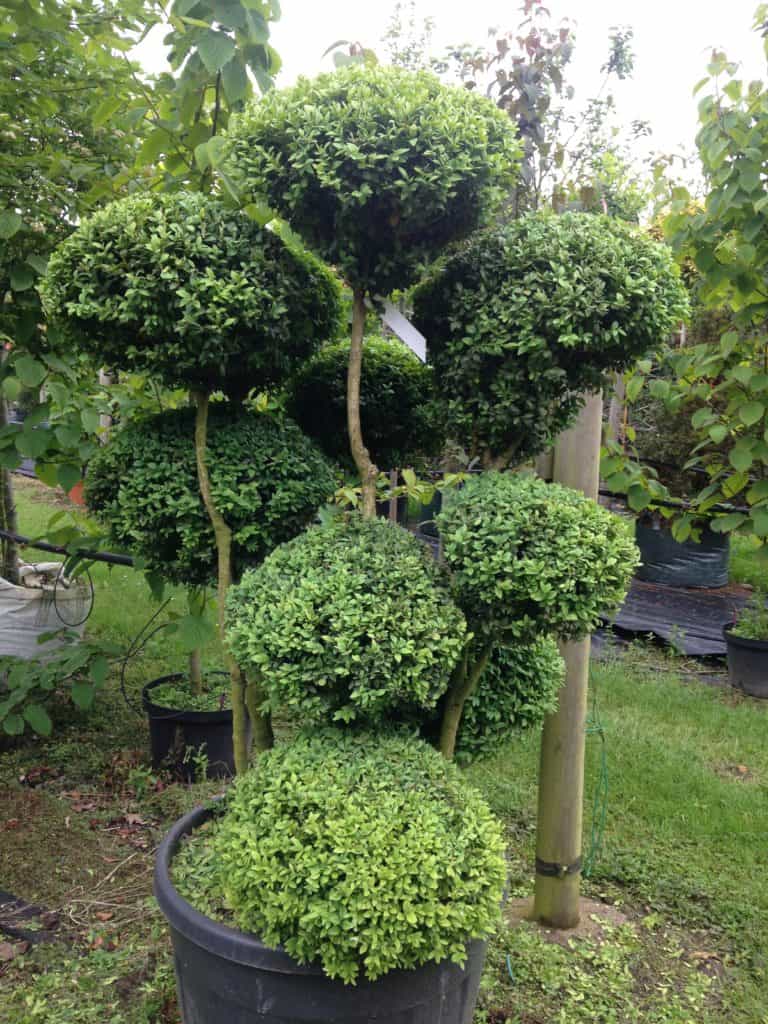 Buxus Cloud | Box | Green Mile Trees Green Mile Trees