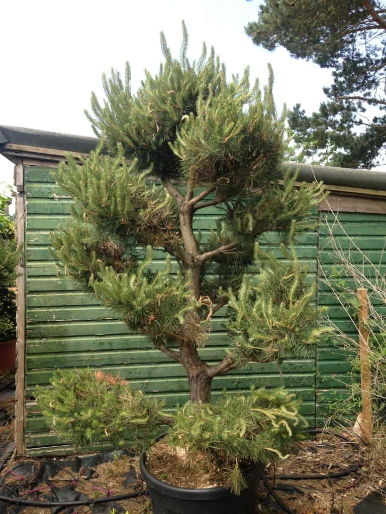 Topiary Pines | Shapes and Clouds | Green Mile Trees Green Mile Trees