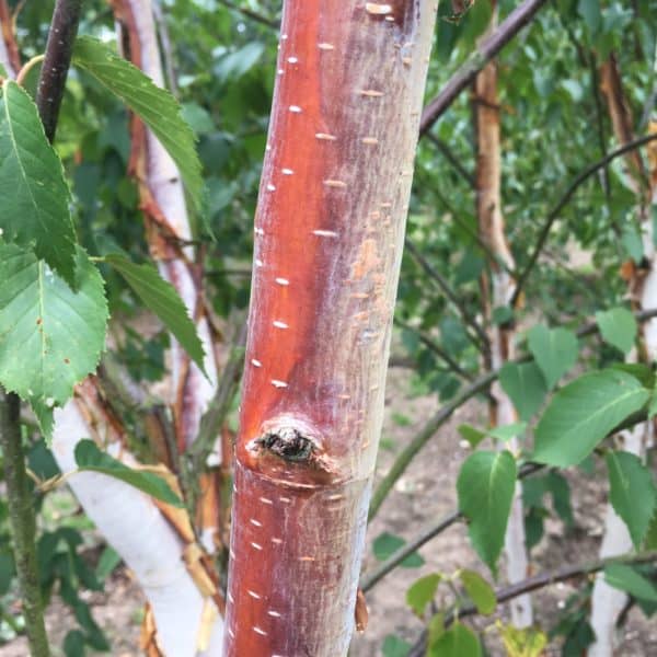 Shrubs & Multistems from Green Mile Trees Green Mile Trees