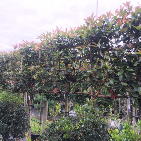 Photinia red robin pleached | Green Mile Trees Green Mile Trees