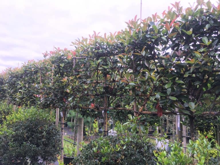 Photinia red robin pleached | Green Mile Trees Green Mile Trees