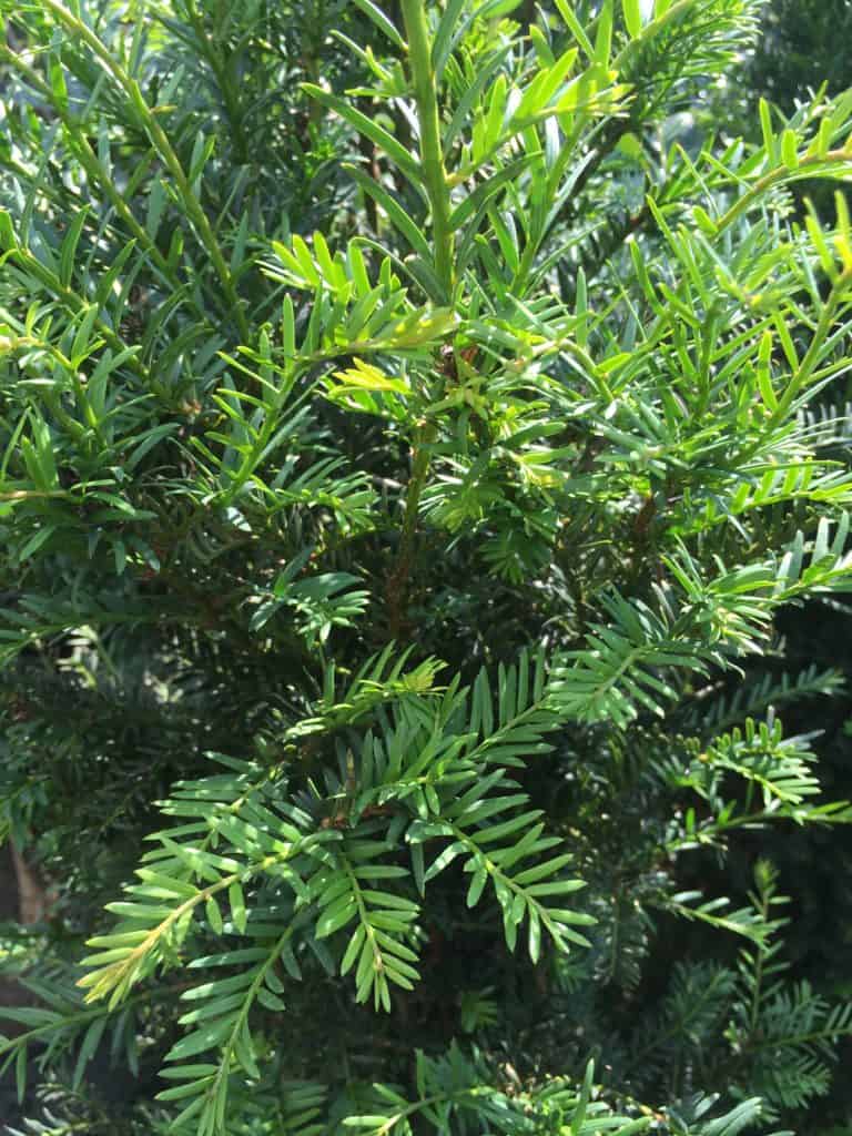 Taxus baccata - Green Mile Trees Green Mile Trees