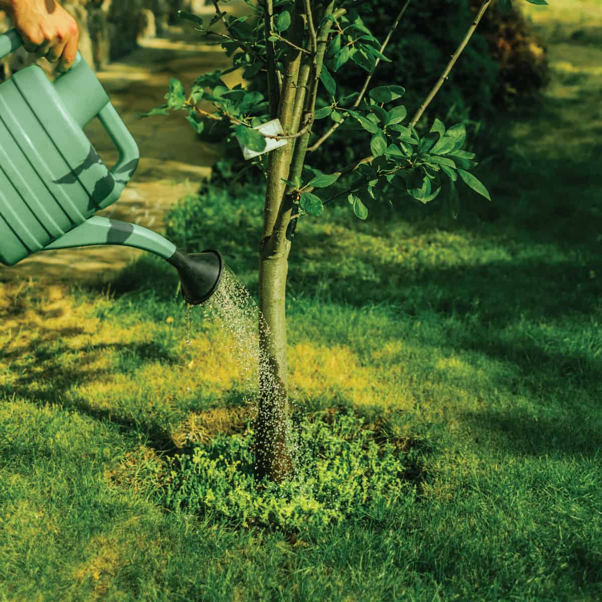 The When and How of Watering Trees - Green Mile Trees Green Mile Trees