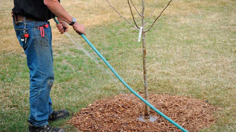 Watering trees - Green Mile Trees Green Mile Trees