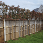 Photinia red robin pleached | Green Mile Trees Green Mile Trees