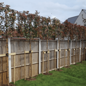 Photinia red robin pleached | Green Mile Trees Green Mile Trees