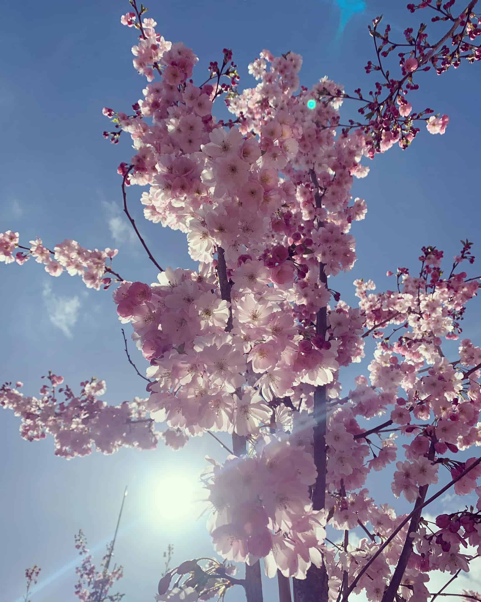 Trees bursting into flower this Spring - Green Mile Trees Green Mile Trees